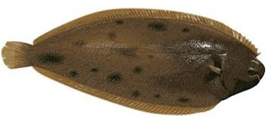 gHara javaN (Home Food): Konkani names for fish