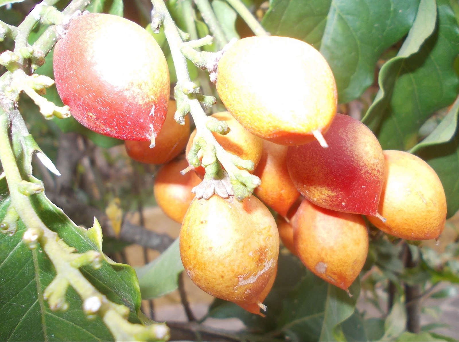 Andanças: Arbusto exótico: Tâmara Espanhola