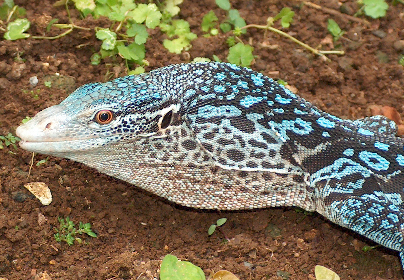 Blue Monitor Lizard Pet