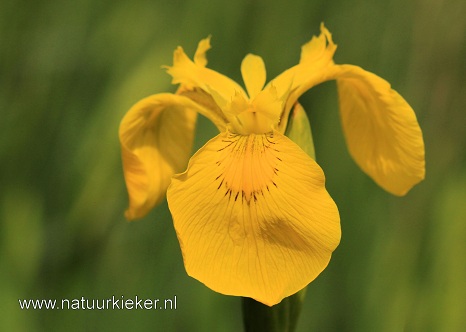 De Gele Lis bloeit weer en heeft bezoek....