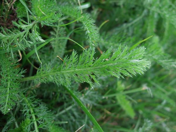 Yarrow ~ Lawn and Turf Care