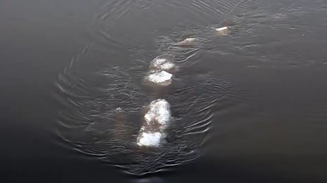 Phantoms and Monsters - Real Cryptid Encounter Reports - Fortean ...