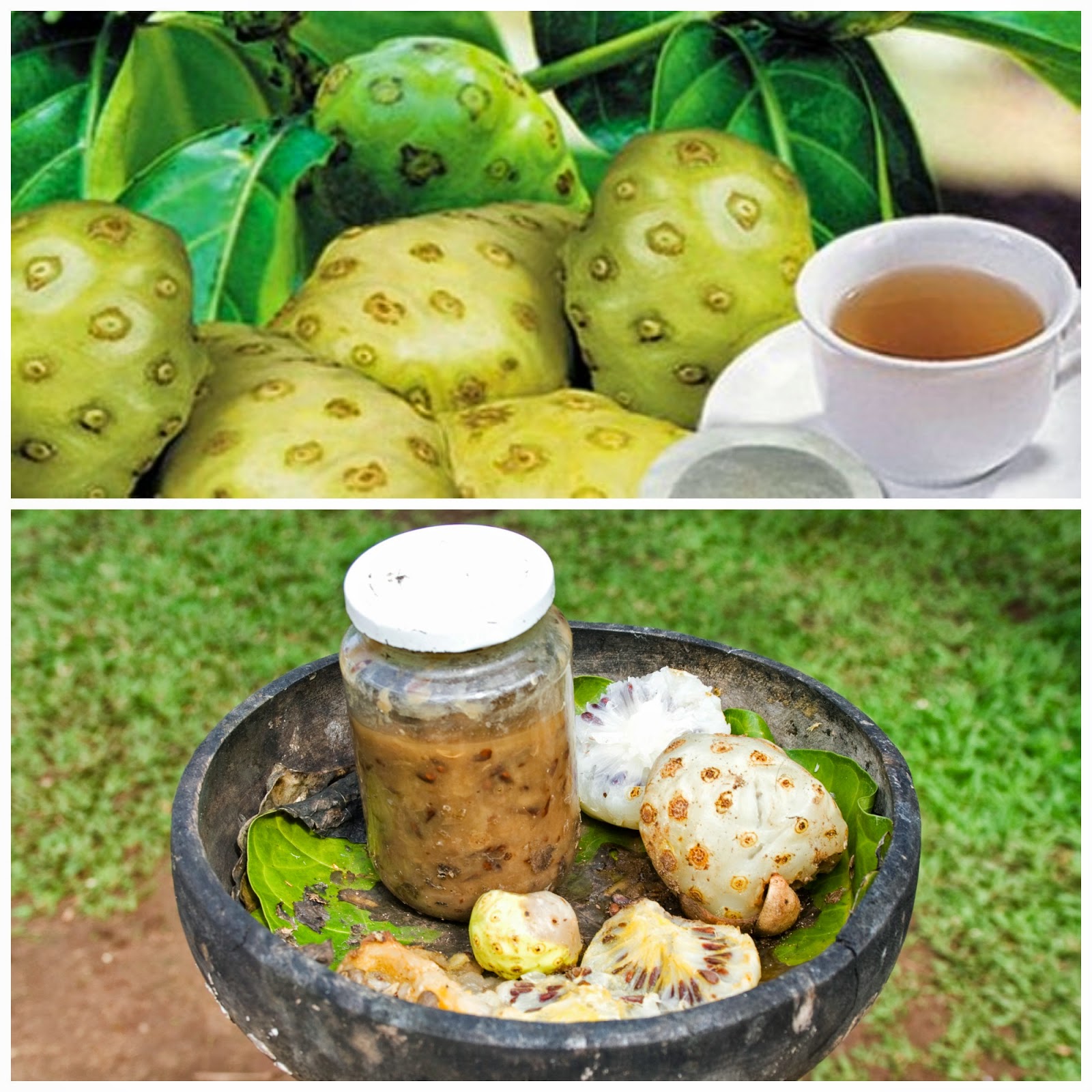 Noni, uma planta multi-potente no combate as doenças. Plante em sua ...