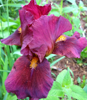 The Quilts of Ann Brauer: My gardens