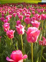 GAMBAR BUNGA: BUNGA TULIP