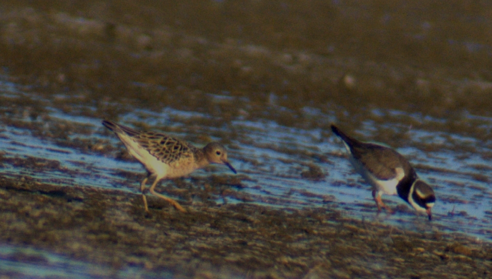 La Biosfera Que Nos Rodea: Correlimos canelo!!!