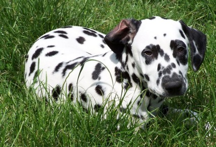 ~ Perro Maniia ~: Cómo entrenar a un perro tímido