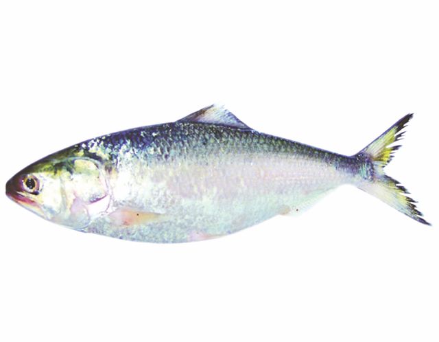 Something FISH-y about it