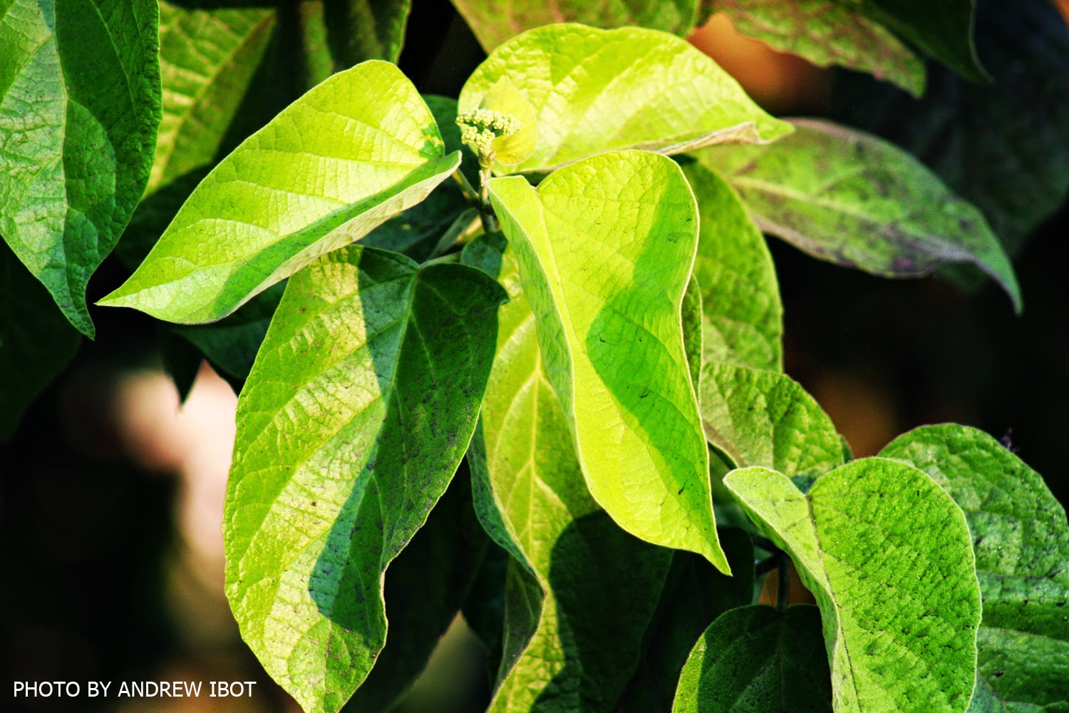 Ako si ANDREW IBOT!: Alagaw (Premna Odorata Blanco)
