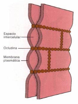 Refuerzo para Biología: Uniones Celulares: Uniones estrechas