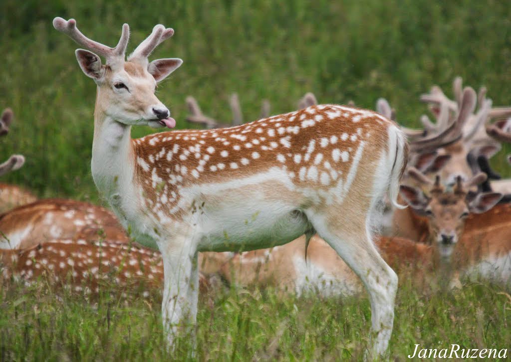Escapes and Photography: Coming full circle, Fallow deer at Charlecote Park