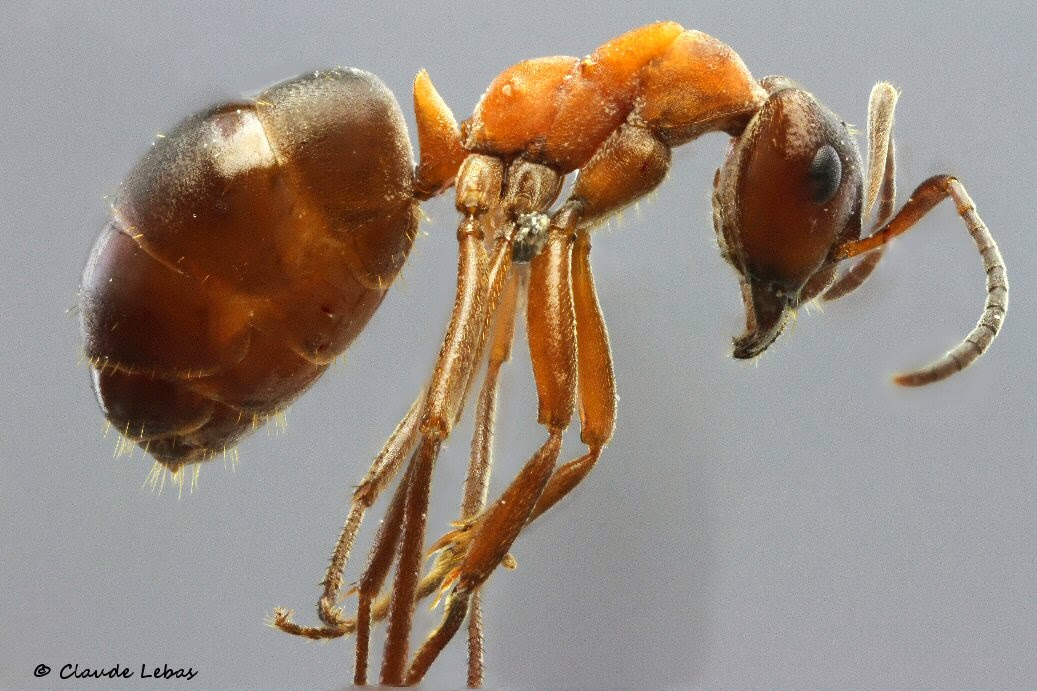fourmis du genre Formica: Coptoformica