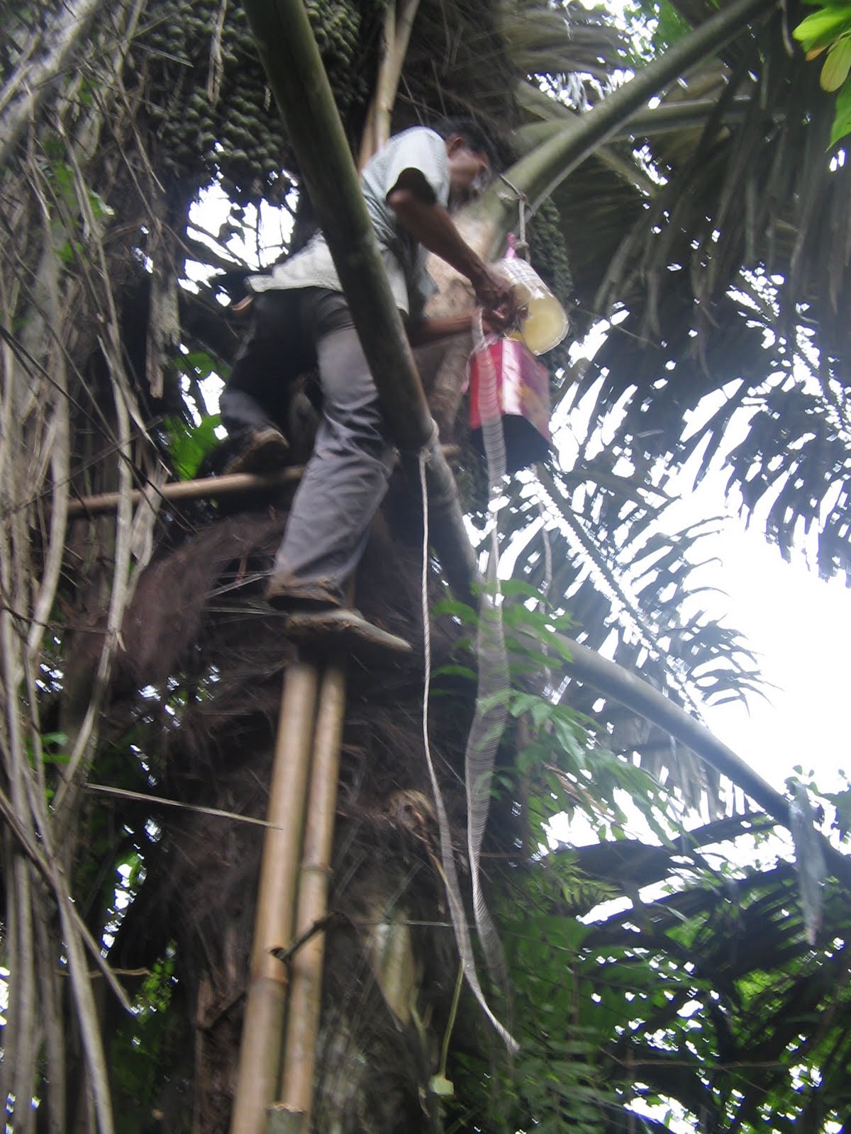 PANITIA BIOLOGI SMKASR: Pokok Enau / Kabung