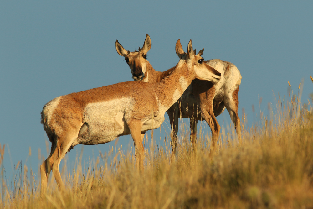 Birding Berrien and Beyond: the Prairie Goat