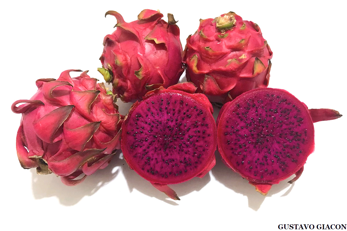 Viveiro Ciprest - Plantas Nativas e Exóticas: Pitaya Vermelha de Polpa ...