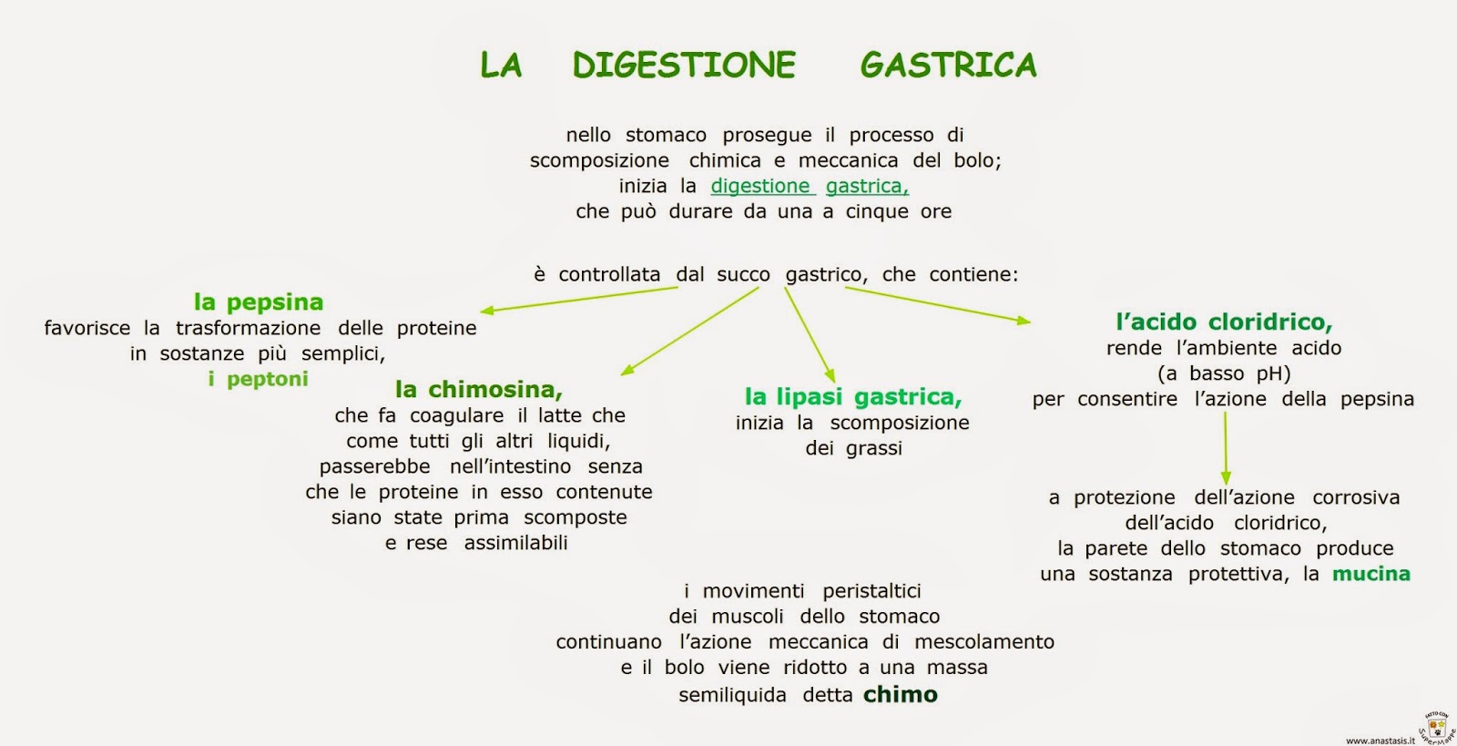 Paradiso delle mappe: La digestione gastrica