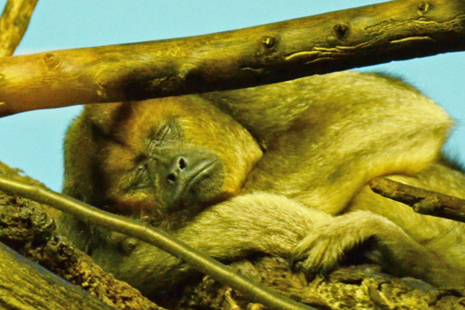 Snippets from Springdale: Zoo Zunday