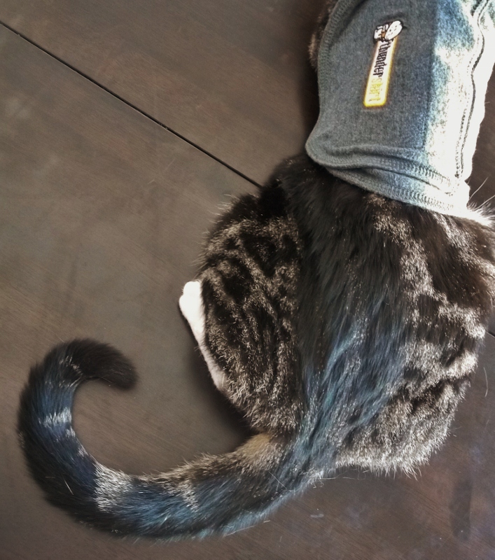 Time Out For Truffles: Thundershirt: Anxiety Treatment for Pets ...