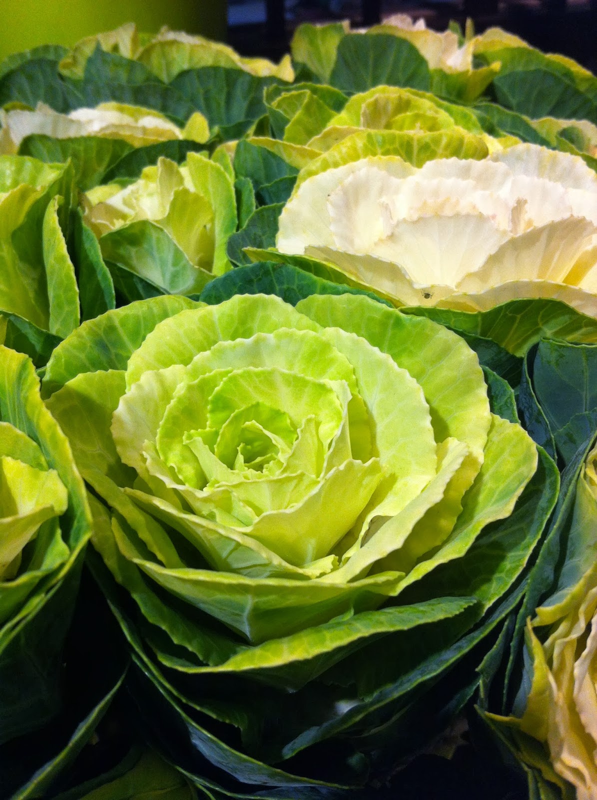 Fleuriste Isabelle Feuvrier: Les choux