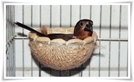 CURIOZEIROS: Criação de Curió para principiantes – Procedimentos ...