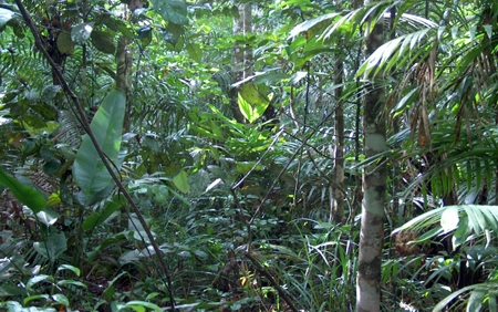Paisagem e o mundo: FLORESTA TROPICAL ÚMIDA