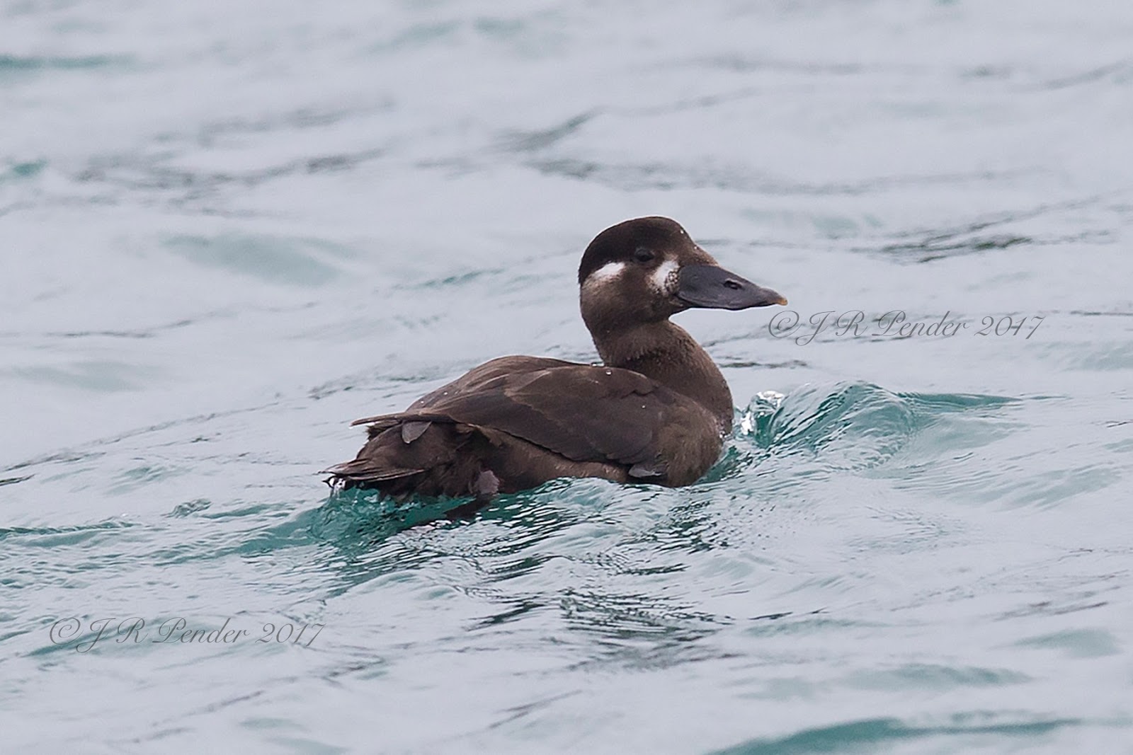 Joe Pender Wildlife Photography: Surf Scoter-Common Scoters & Long ...