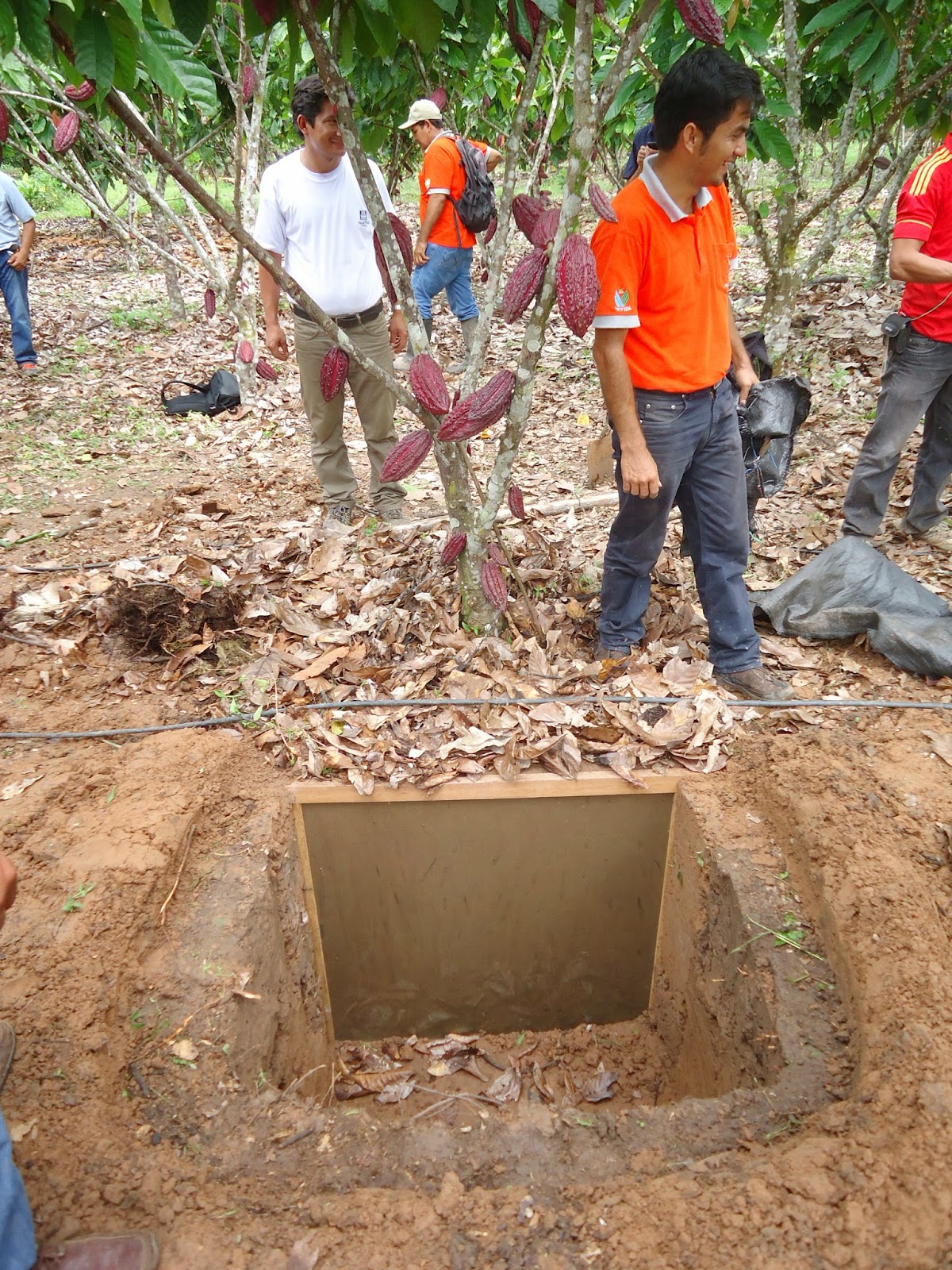 Agronomía: El Rizotón