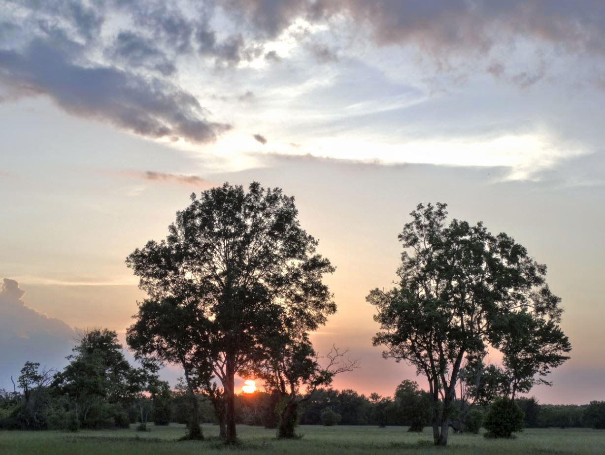 H-Town-West Photo Blog: George Bush Park in July