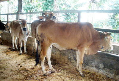 MODERN FARMS: PETERNAKAN SAPI POTONG UNTUNG MENGGIURKAN