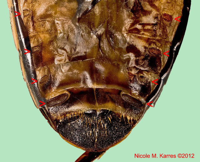 Notes on Urban Ecology: INSECT RESPIRATION