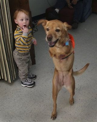 FOFOA: The Two-Legged Dog