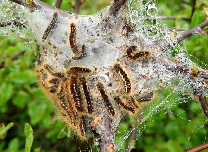 birdingexmouth: More WWs