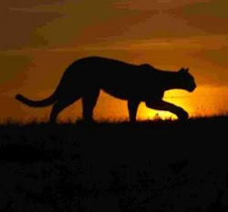 bigcatsinsussex: 2018