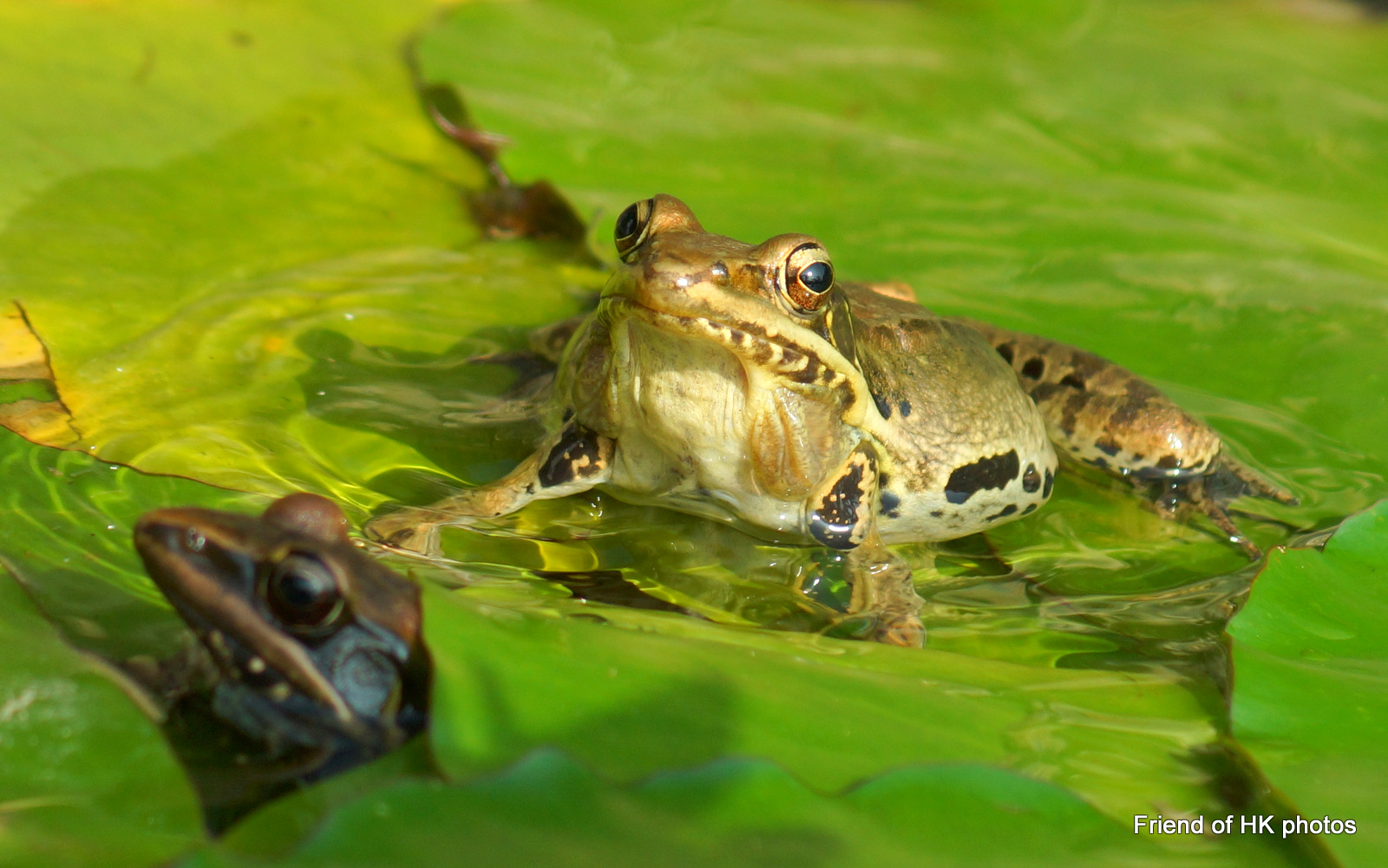 Photographic Wildlife Stories in UK/Hong Kong: Frog Looking For Love