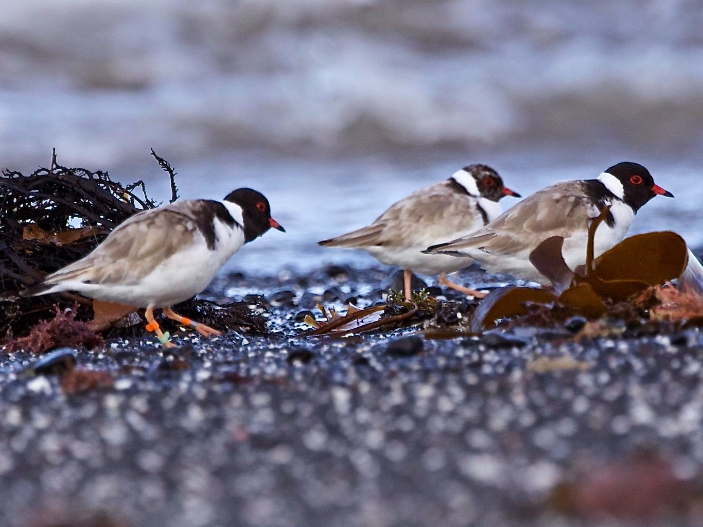 Avithera: Bird bands and flags