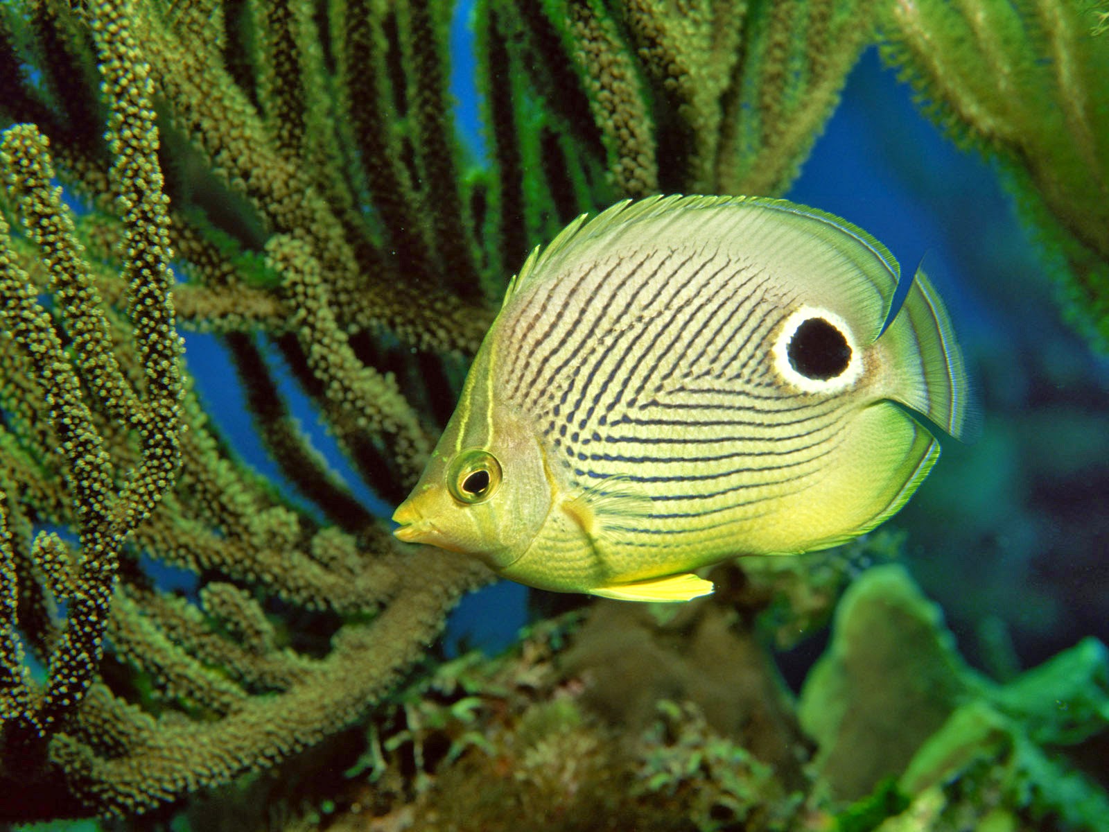 Marine Striped fish (1600*1200) - 30 HD Wallpapers