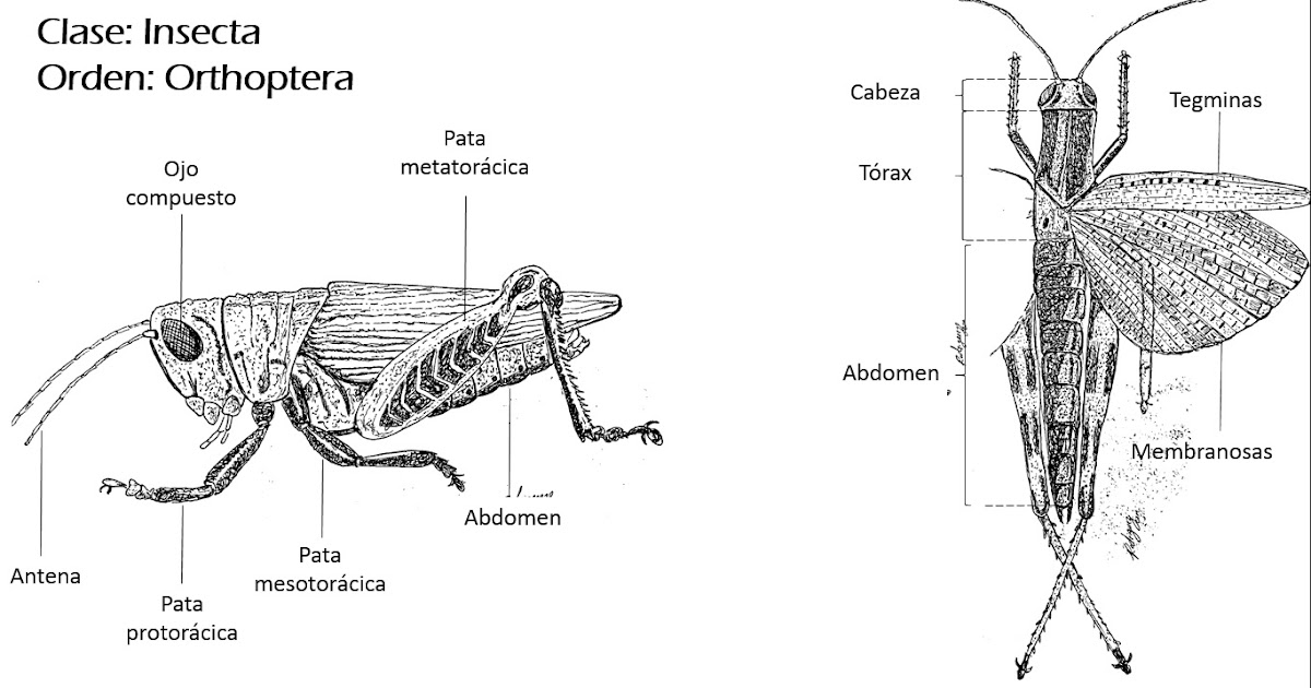 Asignatura de Biologia : Orthoptera
