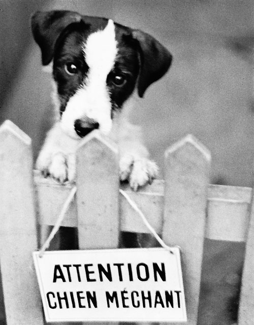 image drole chien mechant