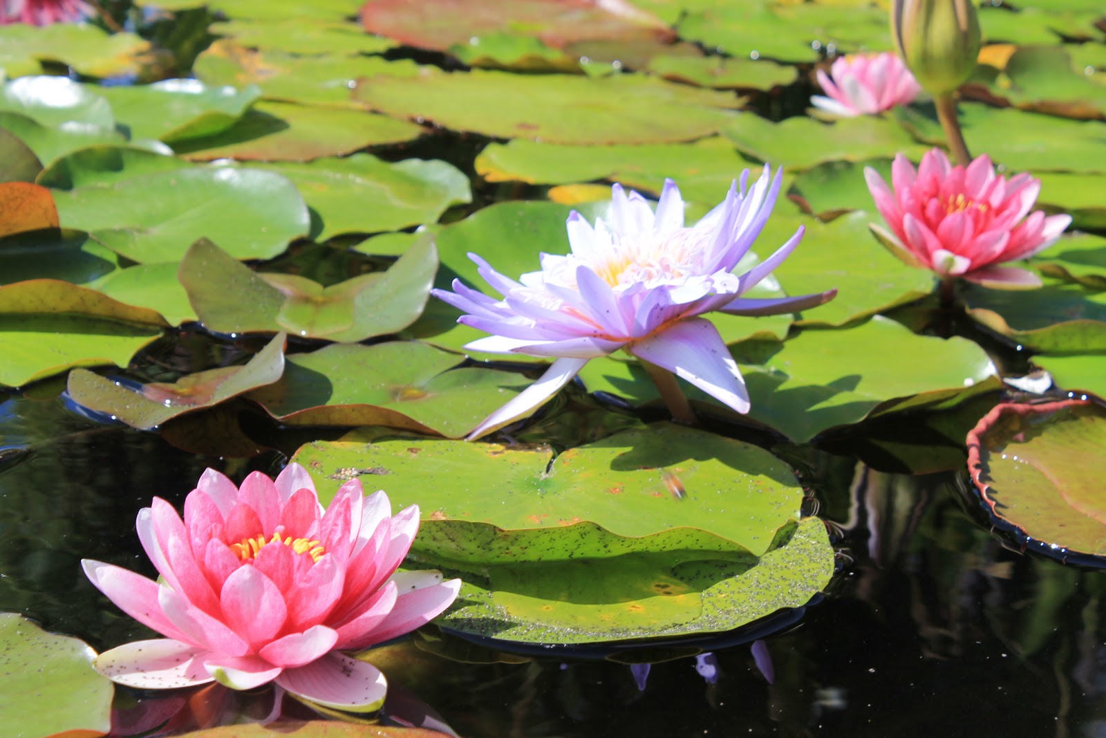 Comfy Arts: Waterlilies