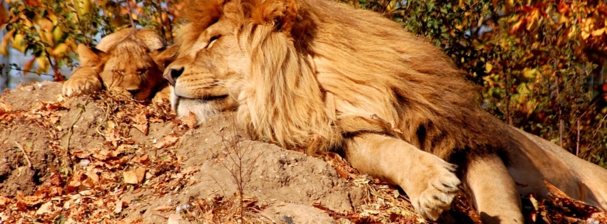 Lion Facebook Covers - Học tiếng nhật, java và mọi thứ