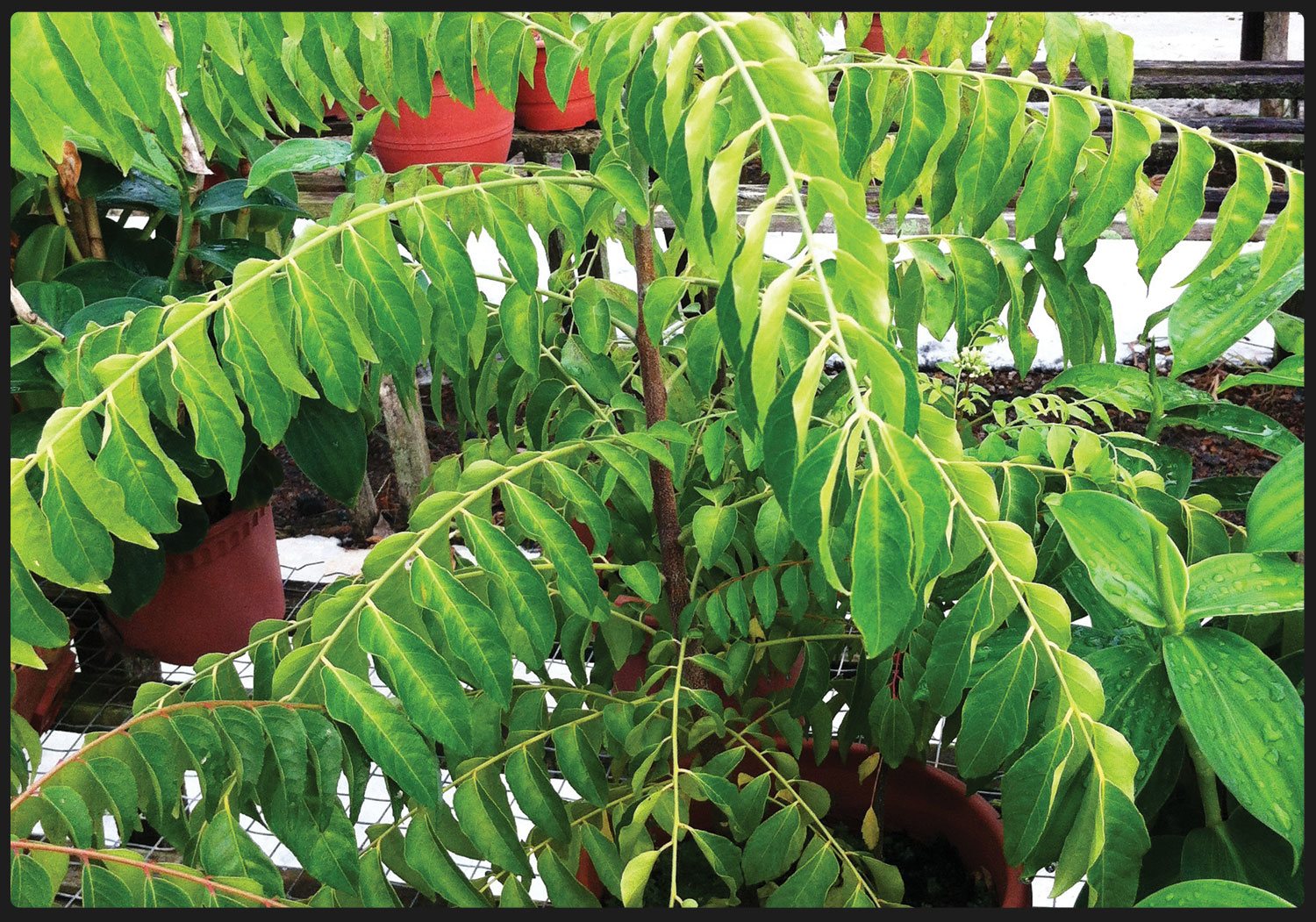 Doo Guan Nursery: Fruit Plants