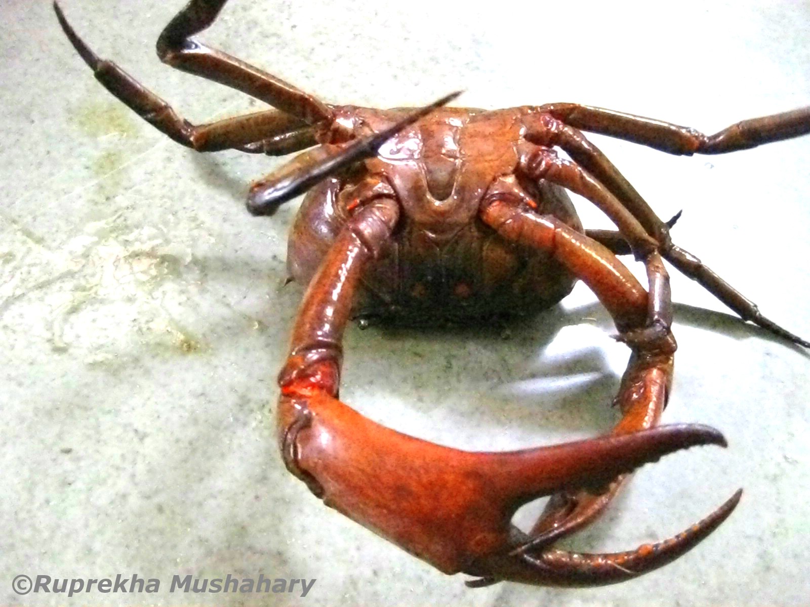 Feelings: Crabby Delight