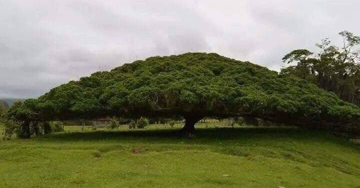 ♠ ♠ NOTICIAS INSOLITAS ♠ ♠: El Imponente Árbol Guacarí