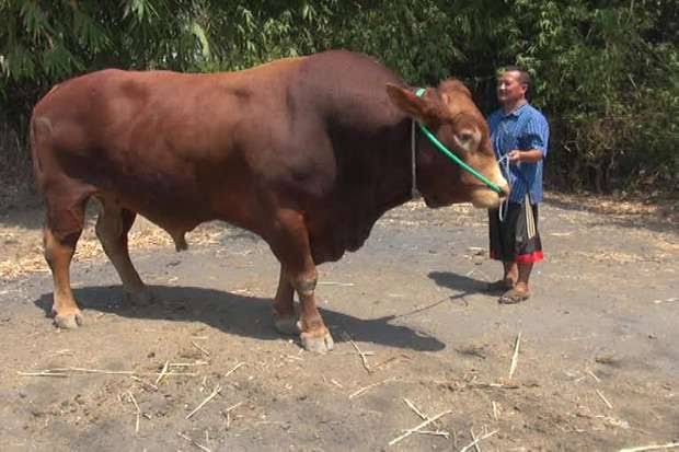 Cara Penggemukan Sapi Limosin Lengkap