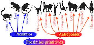 Mundo Animal: Evolucion de los primates