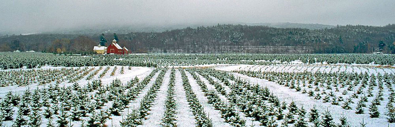 Springfield Vermont News: This Christmas Farm in Springfield is an ...