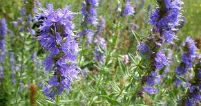 Ervas e Insumos: Hissopo