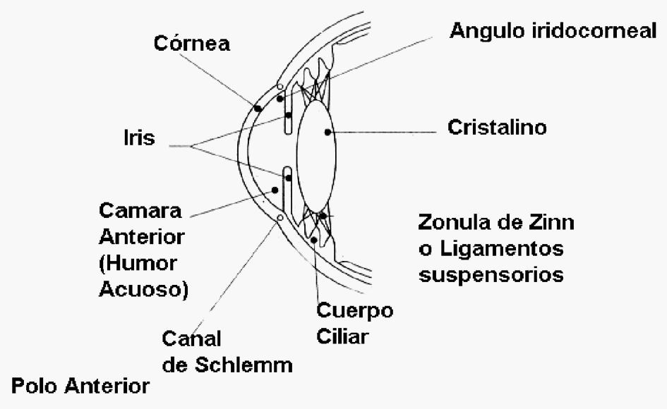 La cámara Anterior ~ OPTICA BASICA
