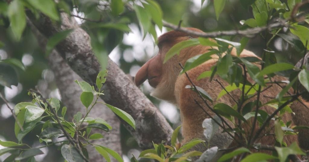 10 Fakta Menarik tentang Bekantan si Monyet Hidung Besar! | FREE AS BIRD