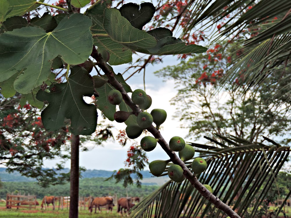 Bonito Pantanal MS: Figo no Recanto Ecológico Rio da Prata